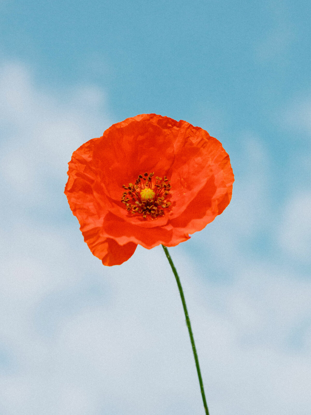 Startpage - Andy Wolf Eyewear